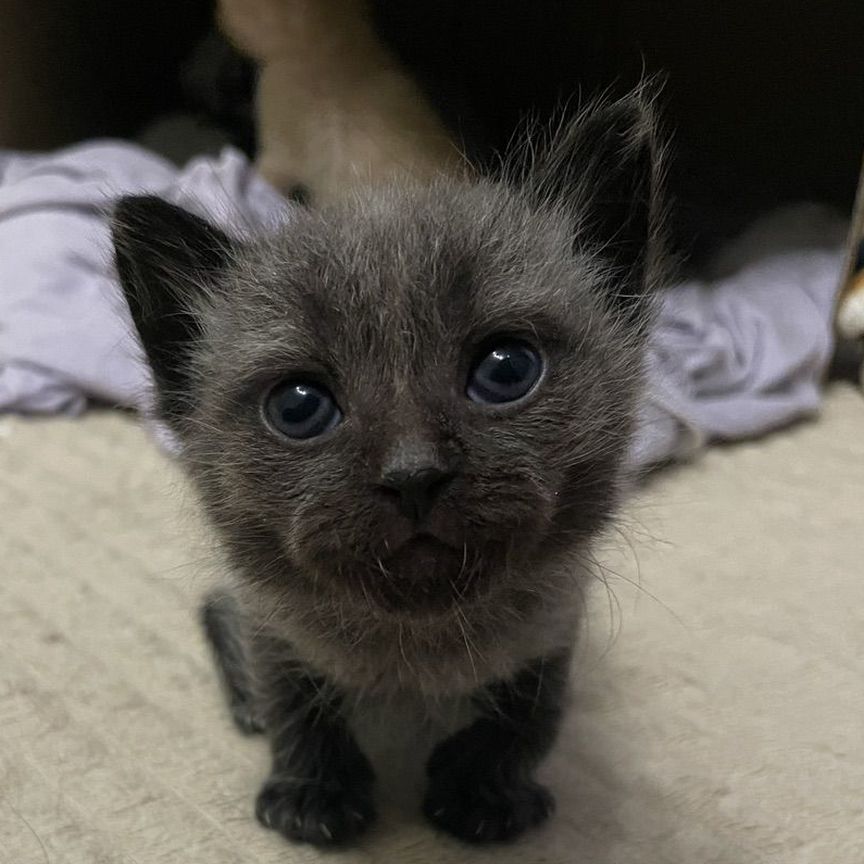 Сибирский котёнок