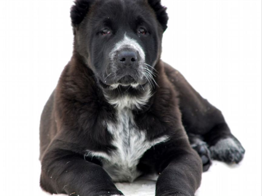 Среднеазиатская Овчарка