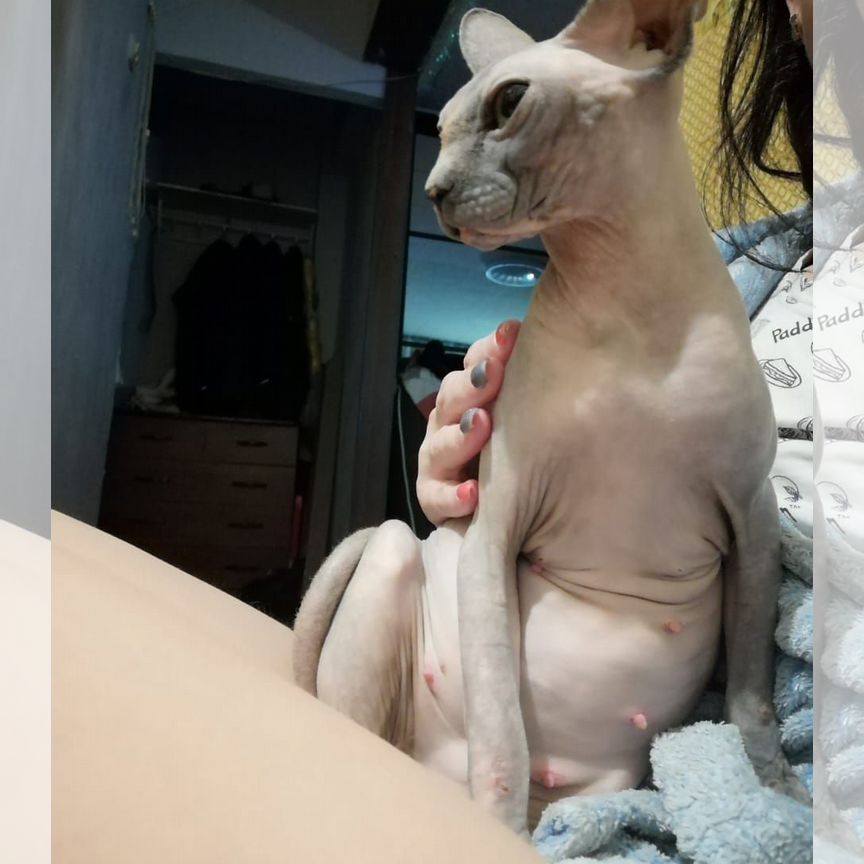 Отдам кошку Сфинкс девочка, 2 года