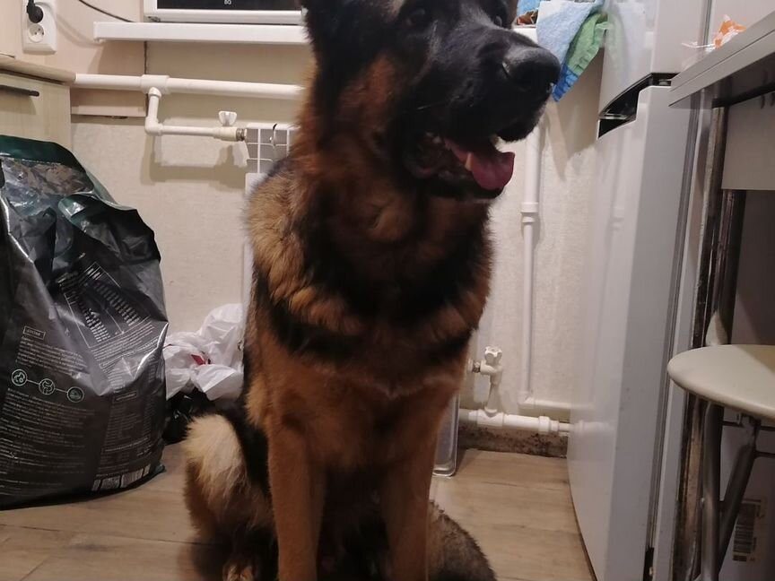 Немецкая овчарка вязка