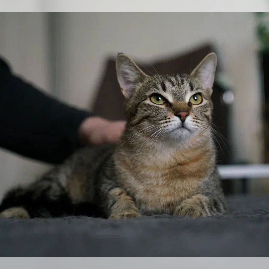 Взрослый кот в добрые руки