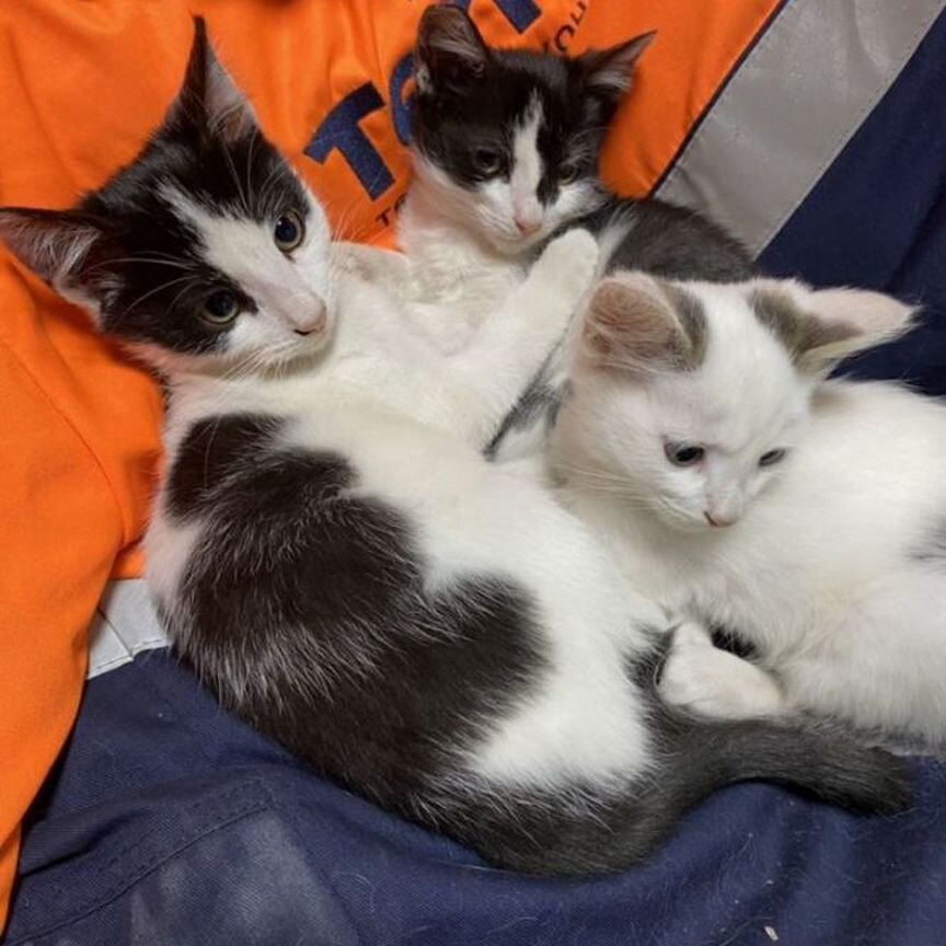Котята в добрые руки бесплатно мальчик