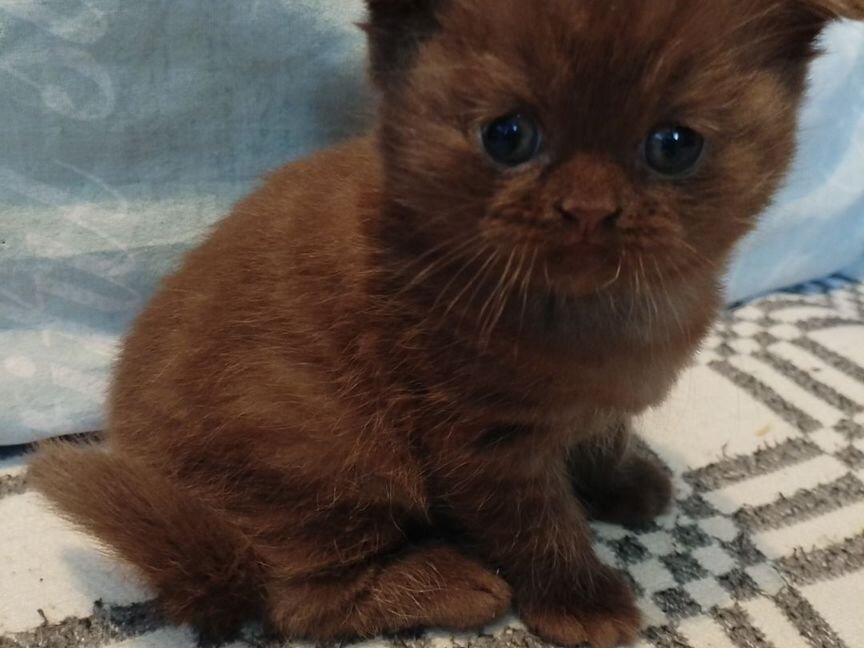 Шотландский мальчик