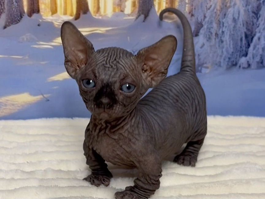 Бамбино, двельфы