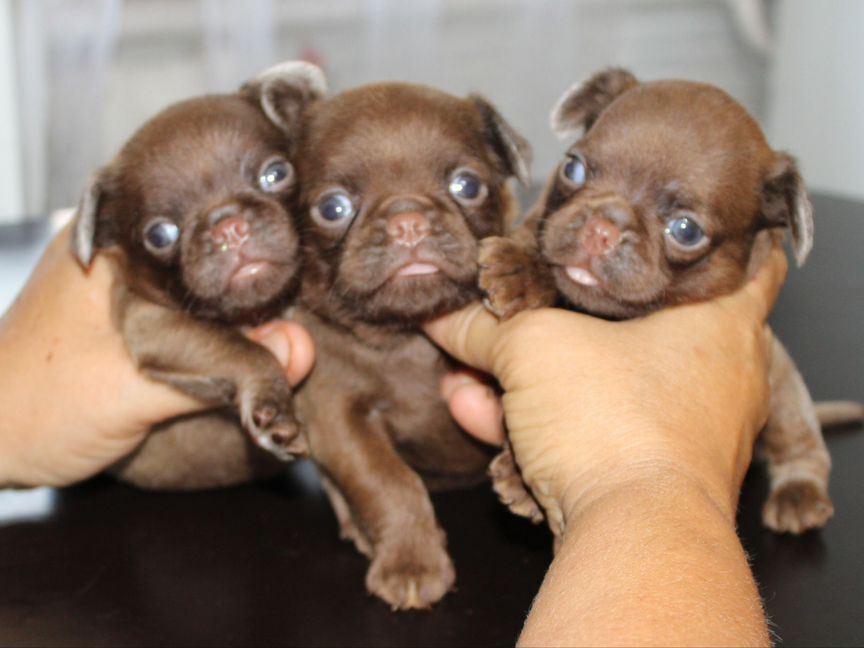 Пти брабансон шоколадки