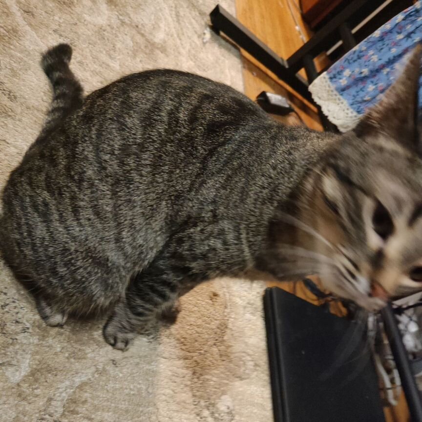 Взрослая, Девочка кошка в добрые руки