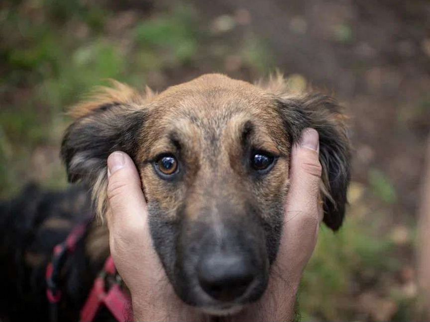 Малыш Джонни ищет дом
