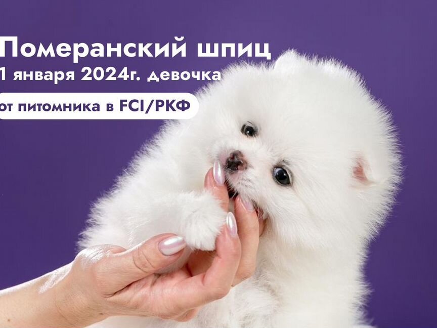 Щенок померанского шпица