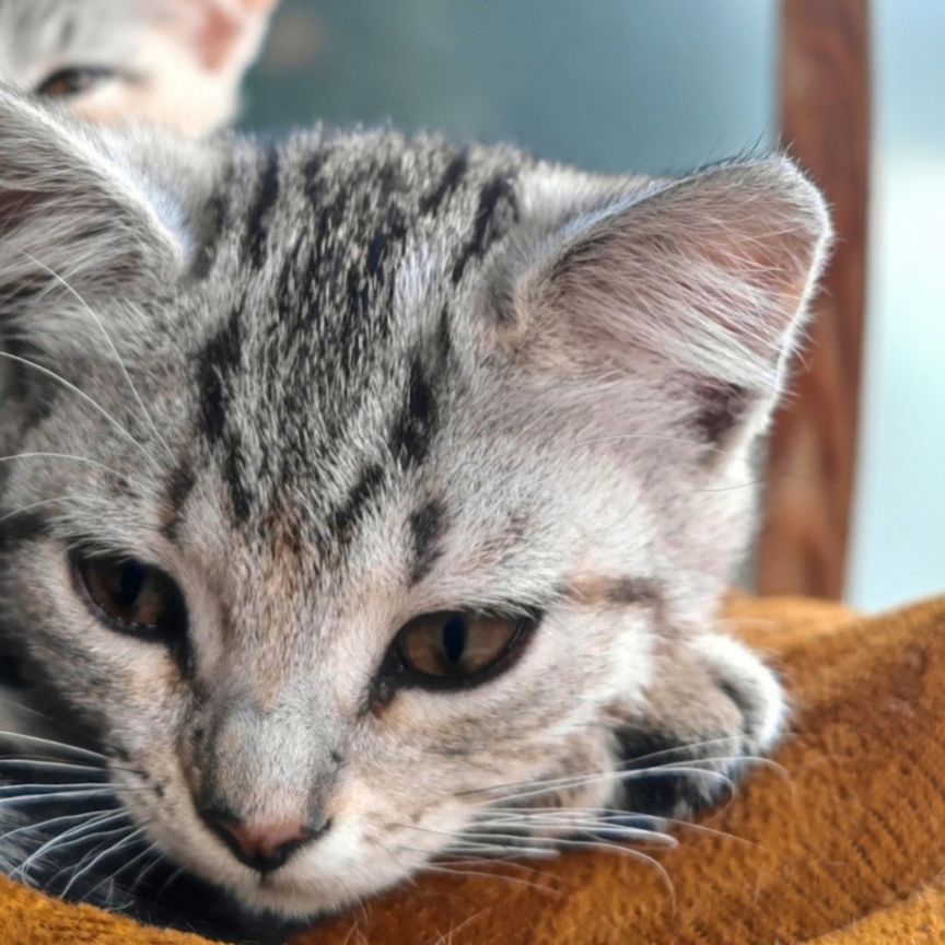 Кошка котёнок