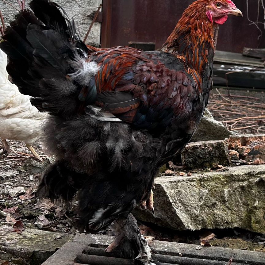 Петухи Брама