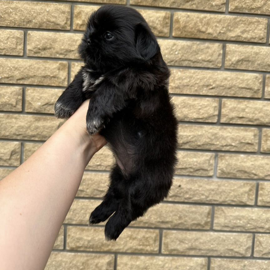 Щенки ши-тцу