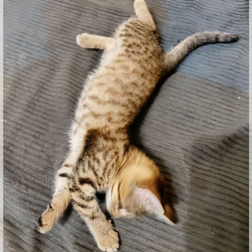Котёнок в добрые руки