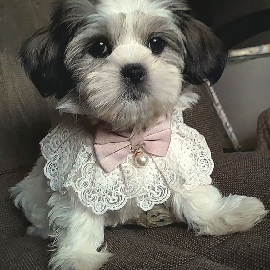 Собаки щенки