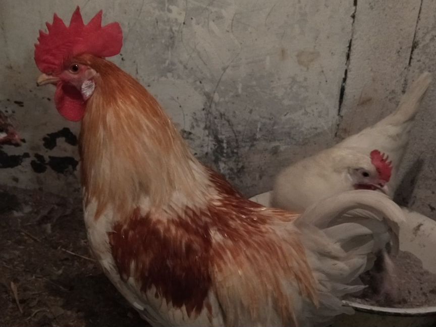 Молодые петухи