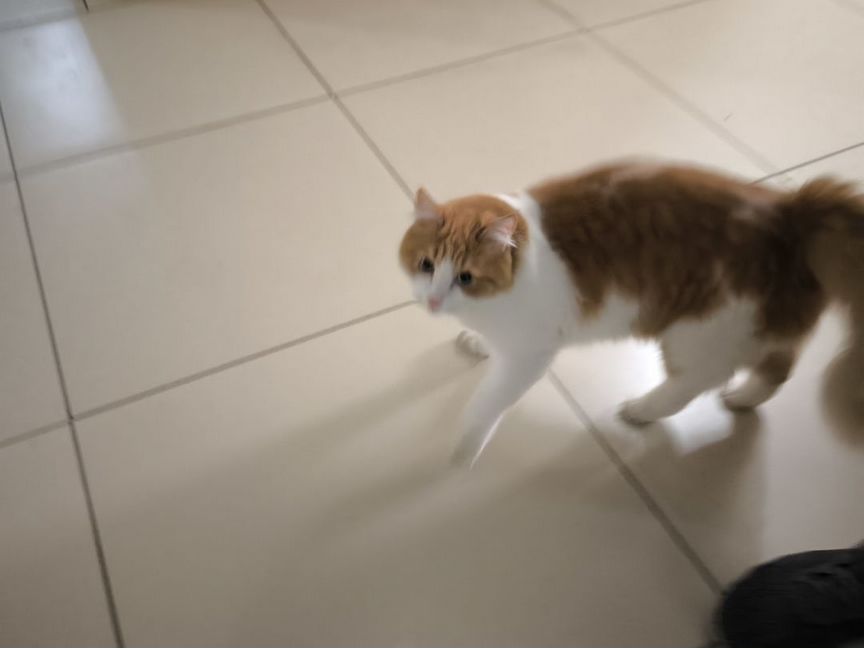 Кошка
