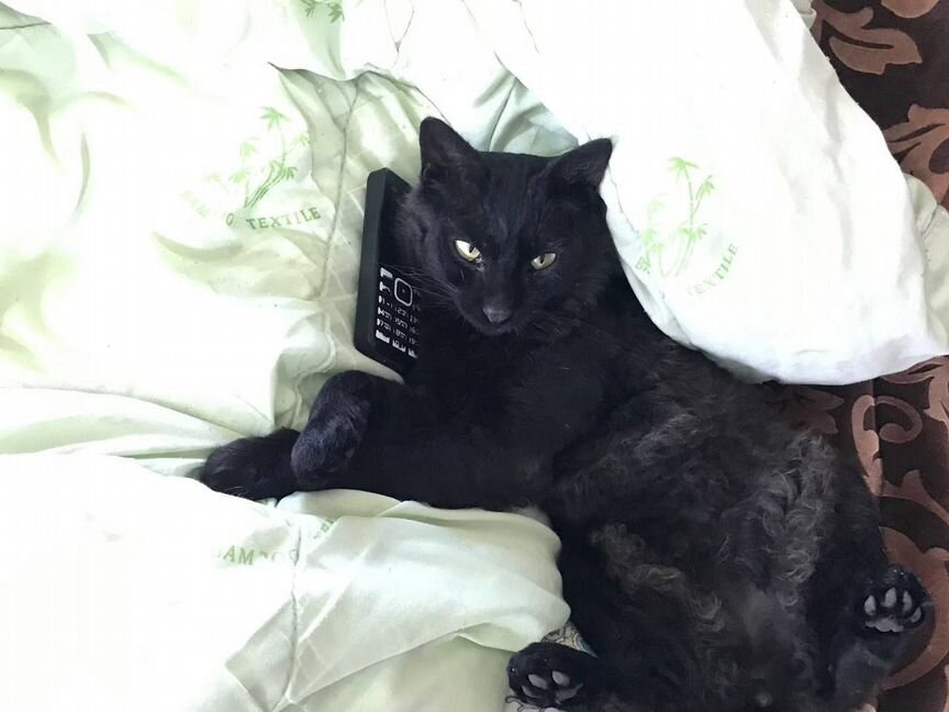 Кот Хранитель