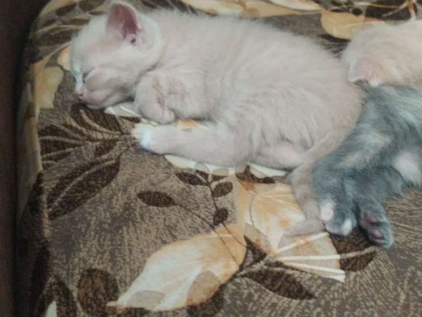 Шотладские котята
