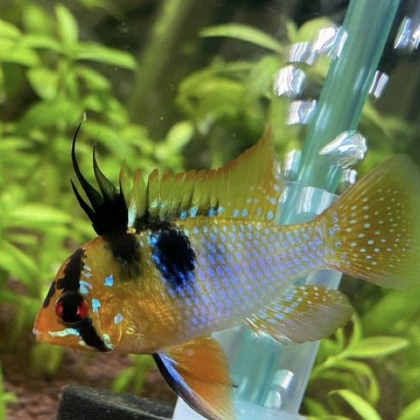 Апистограмма рамирези