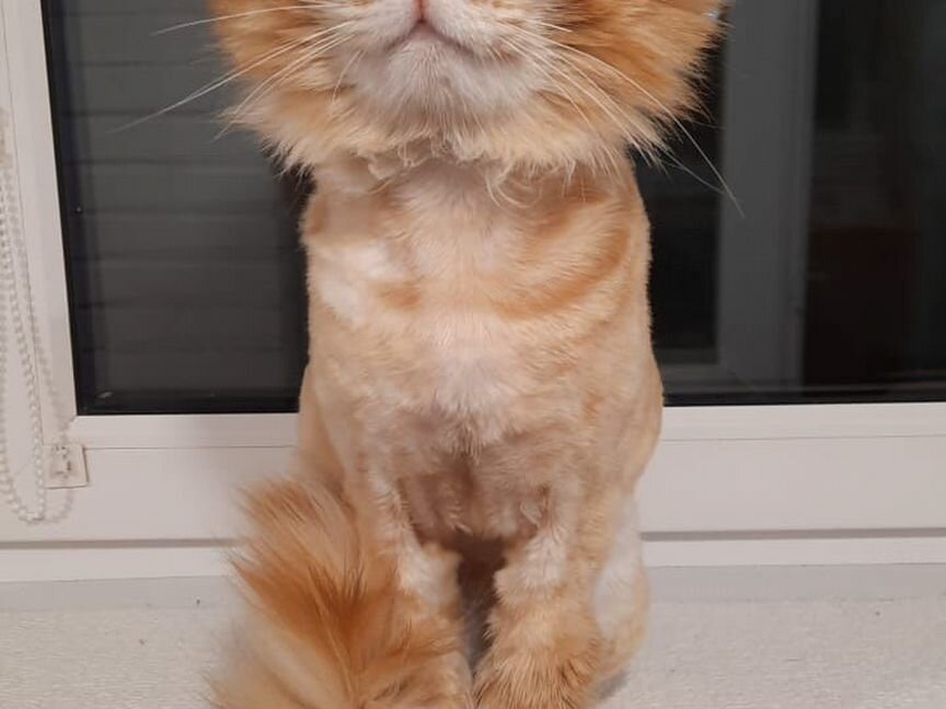 Спасите кота