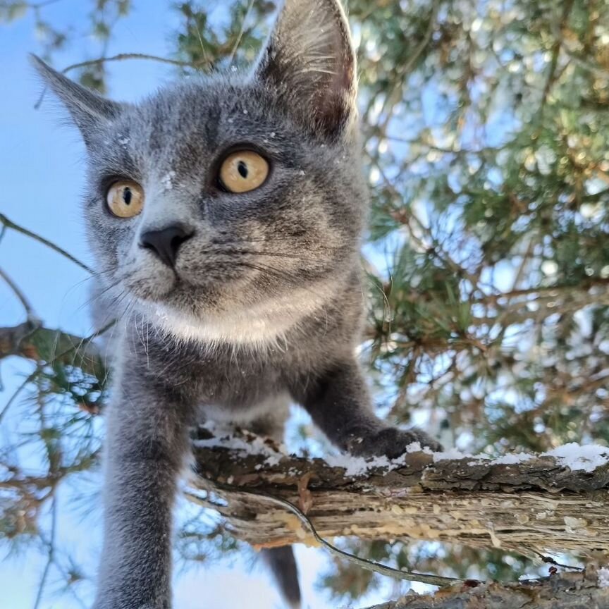 Европейский короткошёрстный котёнок