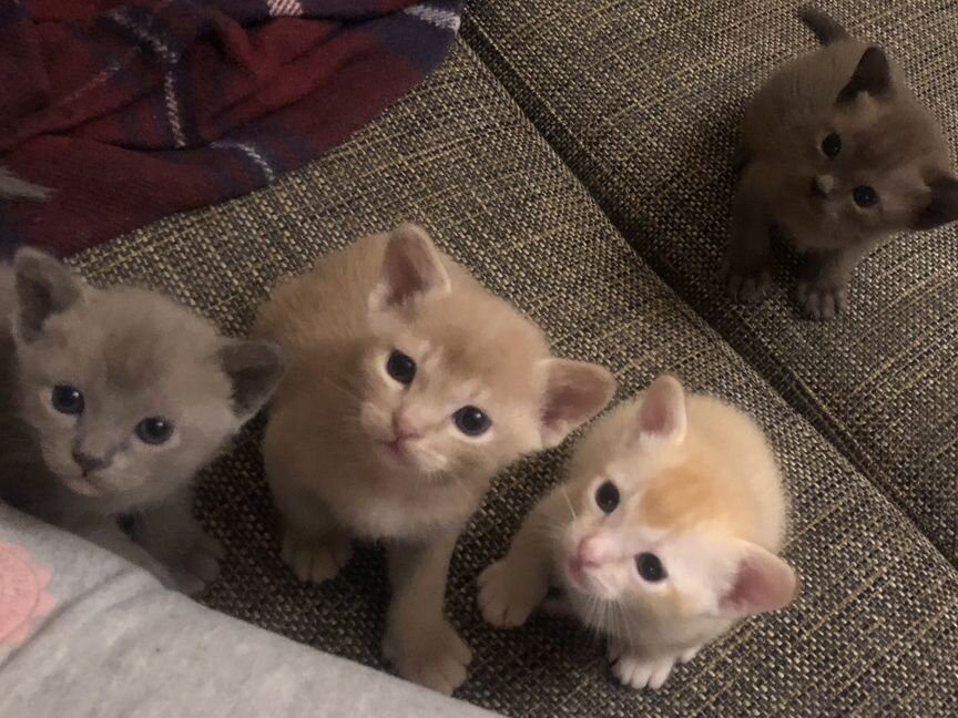 Бурманские котята