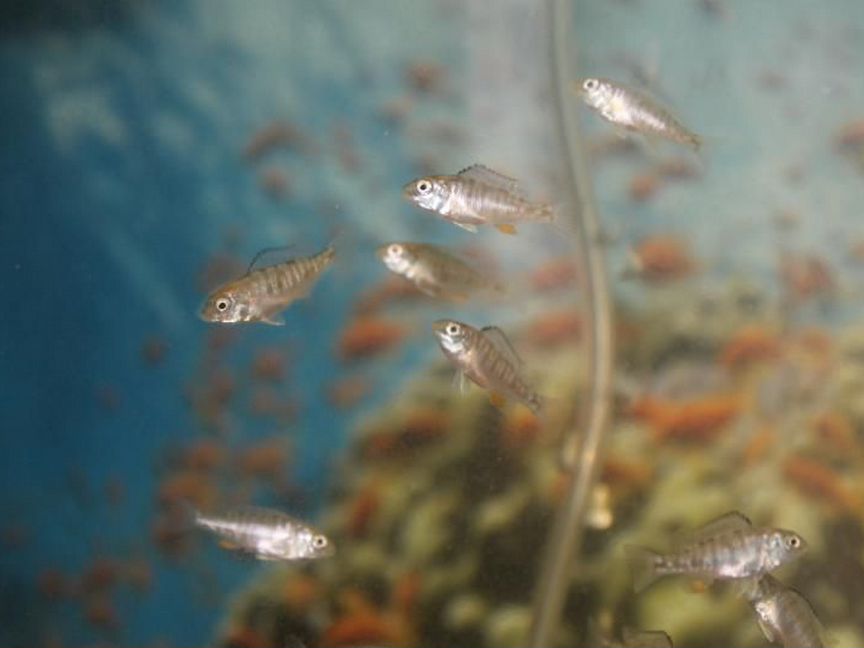 Рыбка голубой дельфин