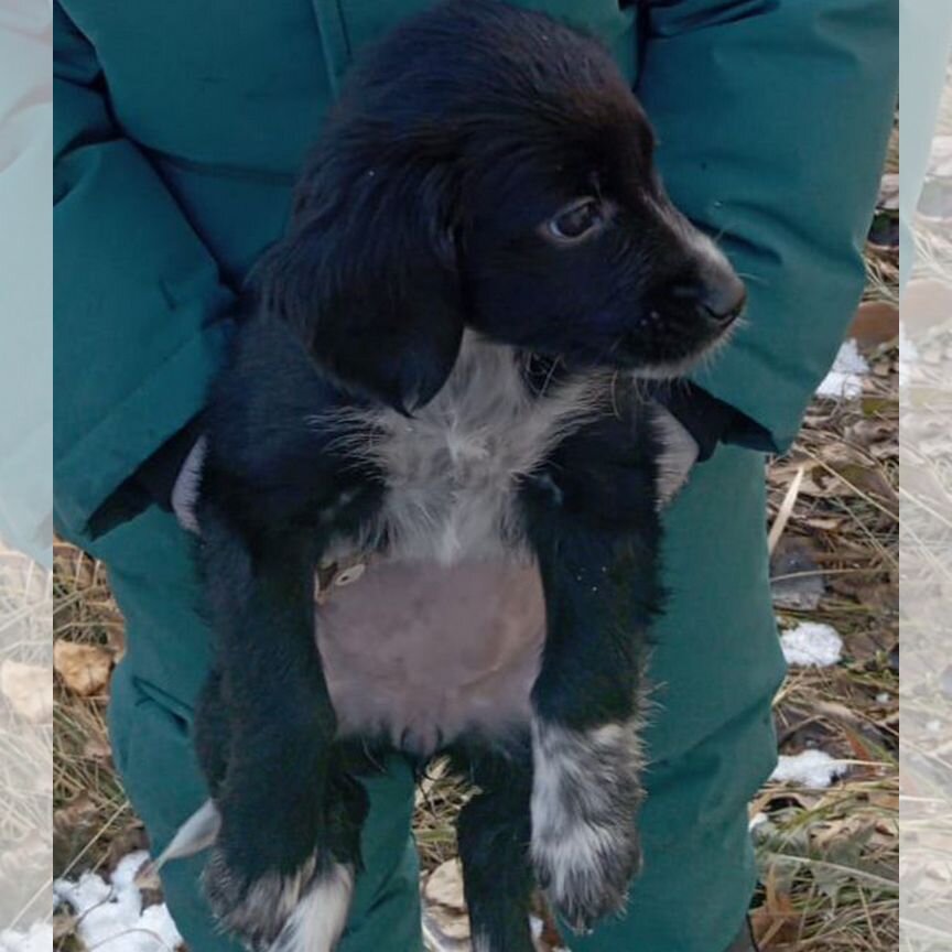 Русский охотничий спаниель, щенок