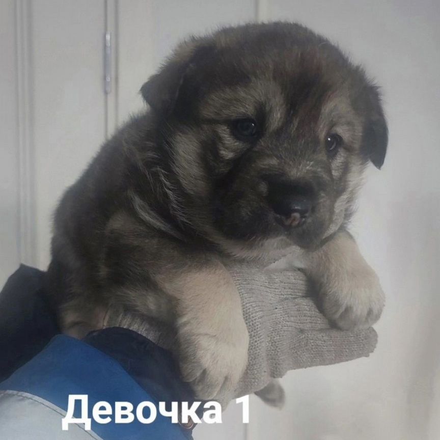 Подопечные приюта