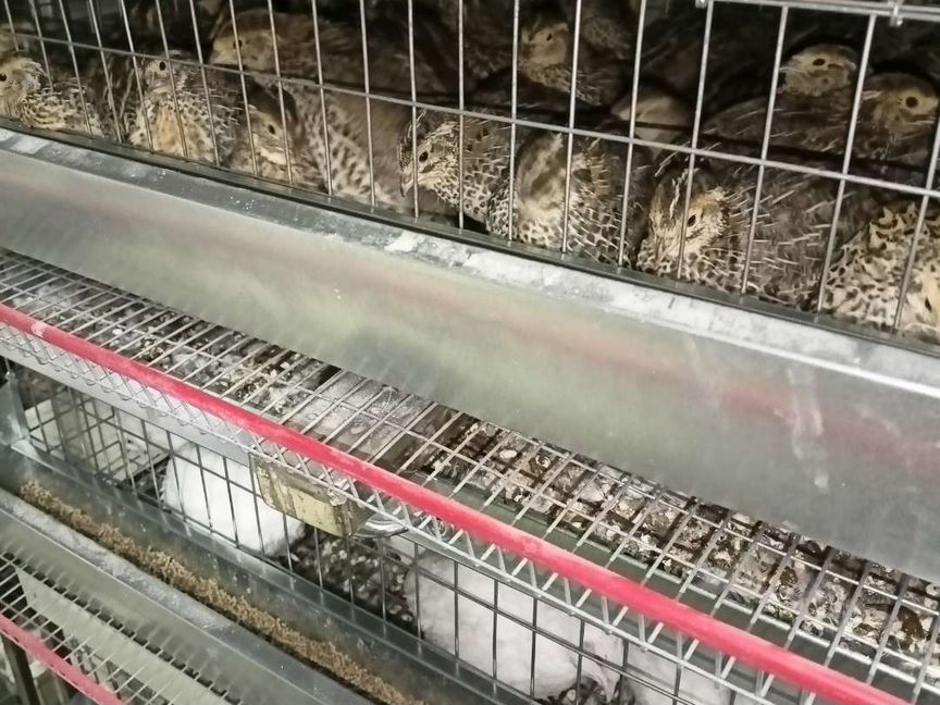 Перепела продажа