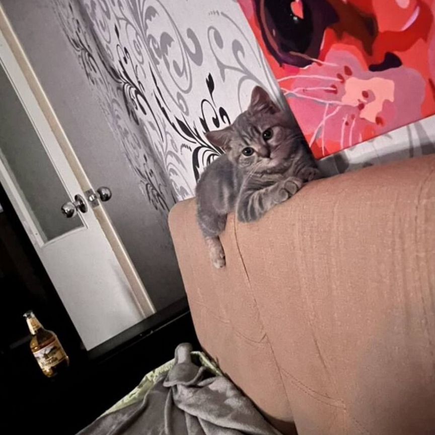 Красивый котёнок мальчик