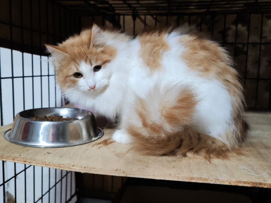 Кошечка пушистая