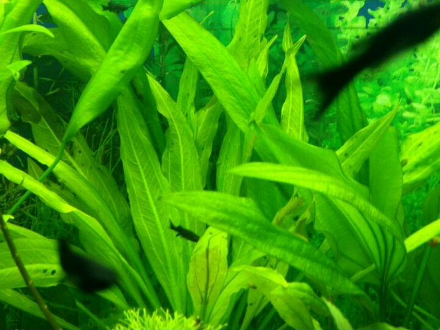 Растения, рыбки, аквариумы