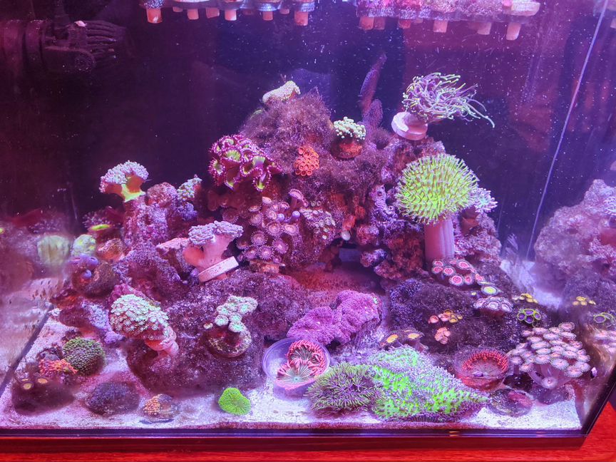 Аквариум морской 80 л