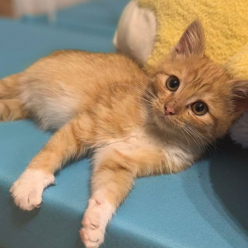 Котёнок в добрые руки