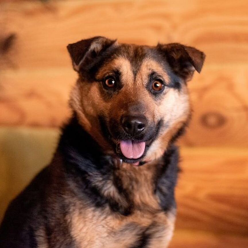 Добрая и ласковая собачка Марта в добрые руки