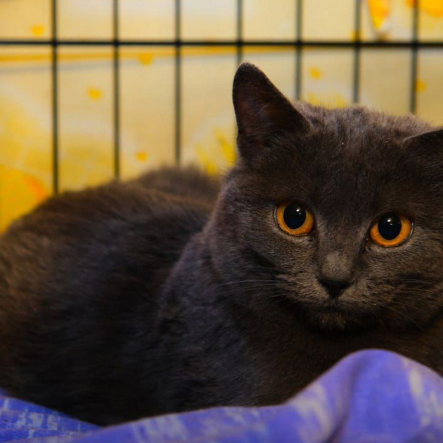 Британская кошка 7мес в добрые руки