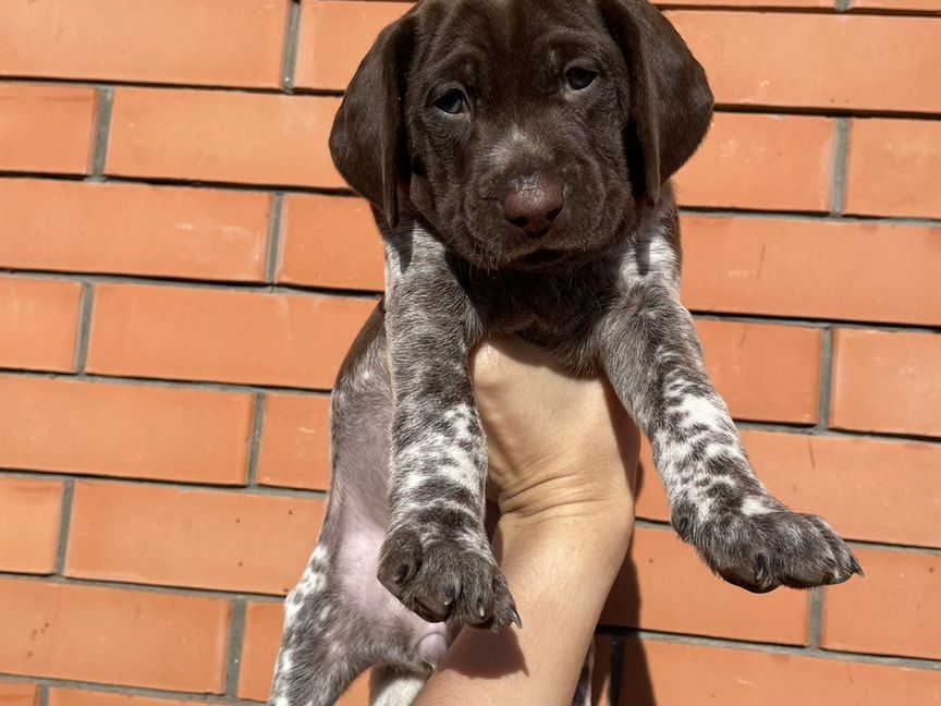 Щенки курцхаара