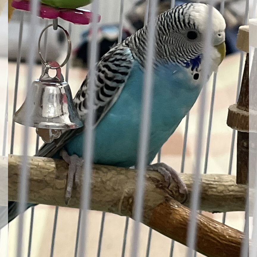 Волнистый попугай