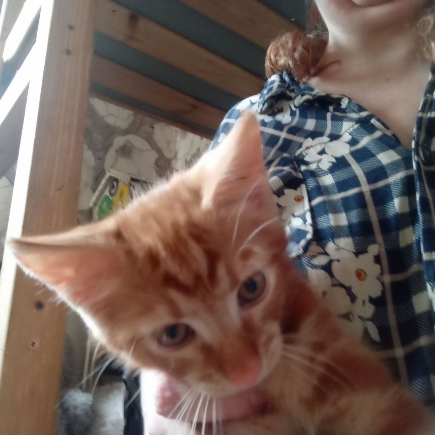 Котята в добрые