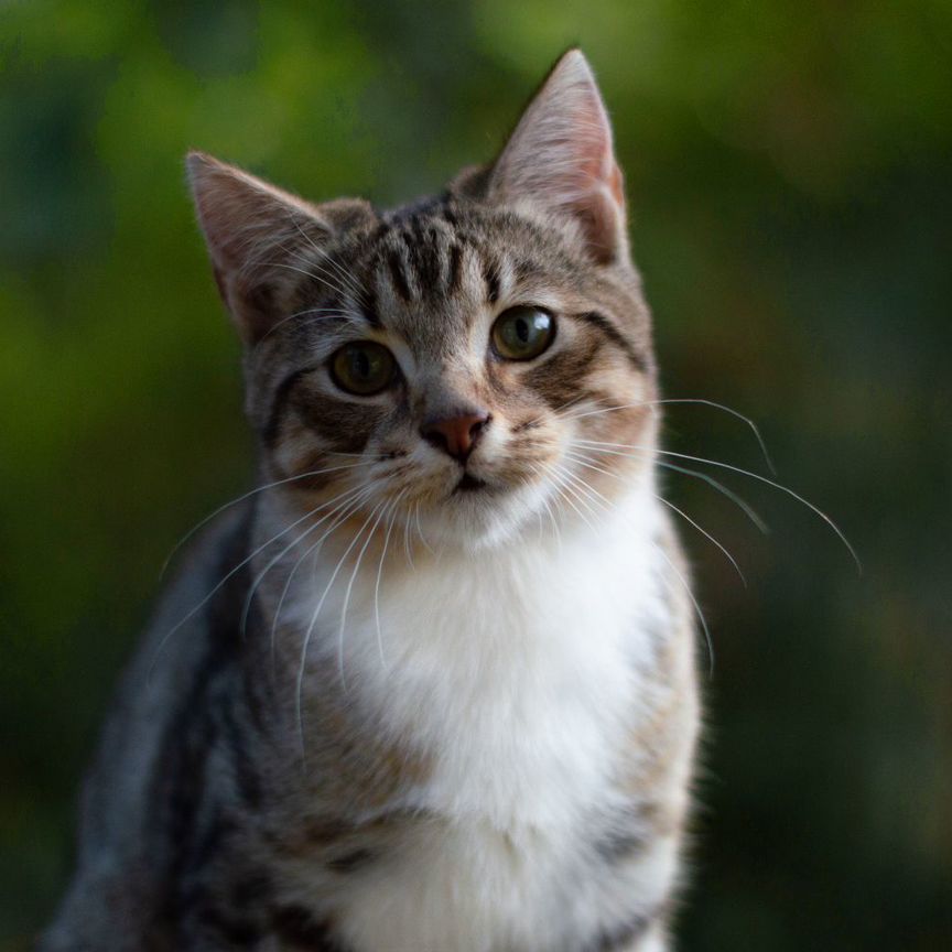 Котенок мальчик 4 месяца