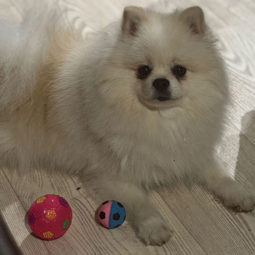 Померанский шпиц, щенок