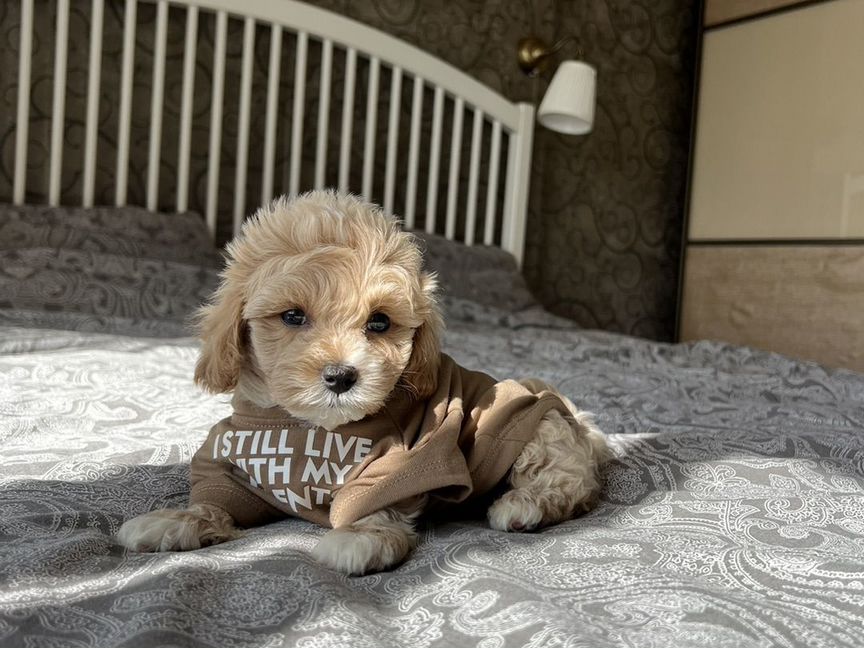 Мальтипу f1 mini мальчик