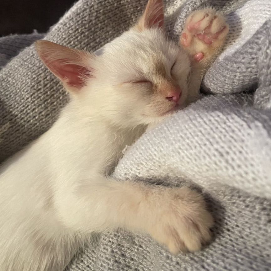 Тайский котёнок