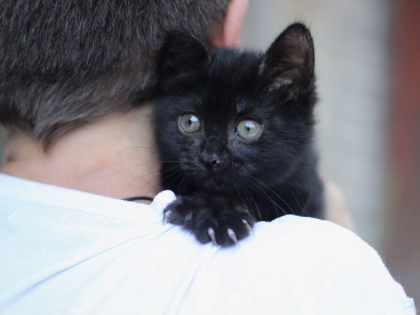 Котенок метис британца бесплатно
