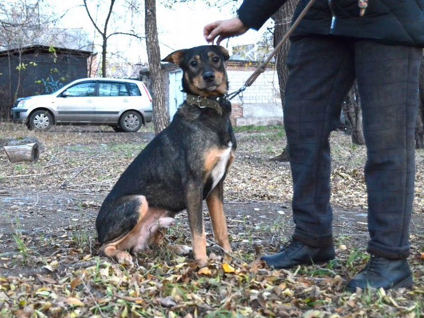 Отдам небольшого песика 1 год. Кастрирован