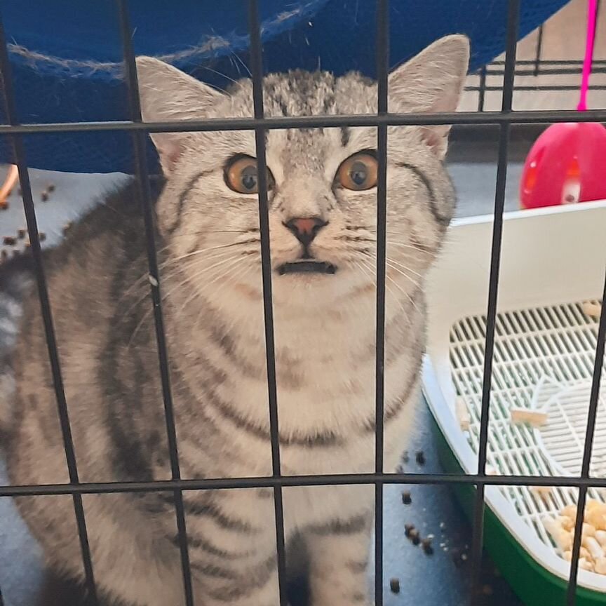 Домашние животные котята бесплатно
