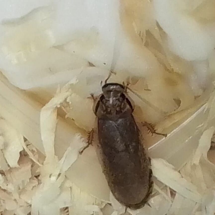 Тараканы мраморные корм