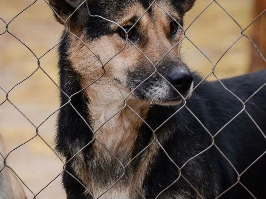 Собака Майя в хорошую семью бесплатно
