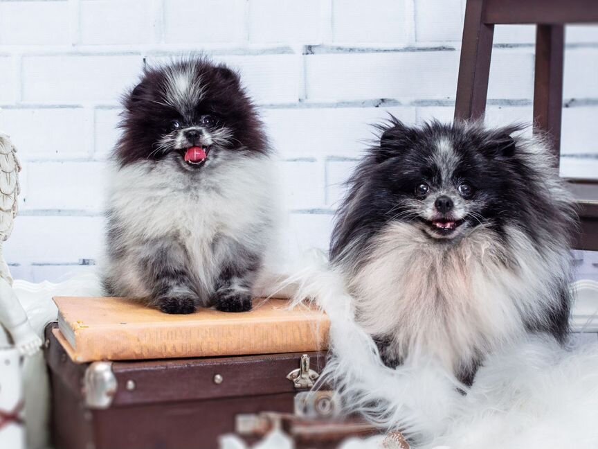 Помски Шпицы Мальтипу клуб скор Омск