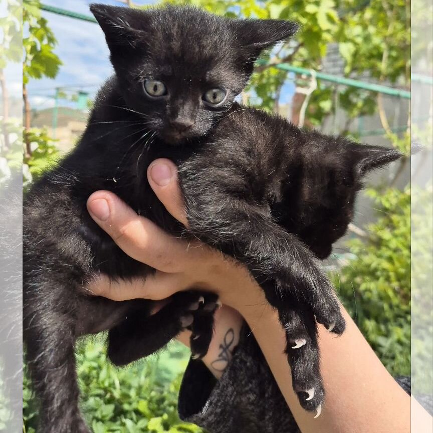 Котята в добрые руки